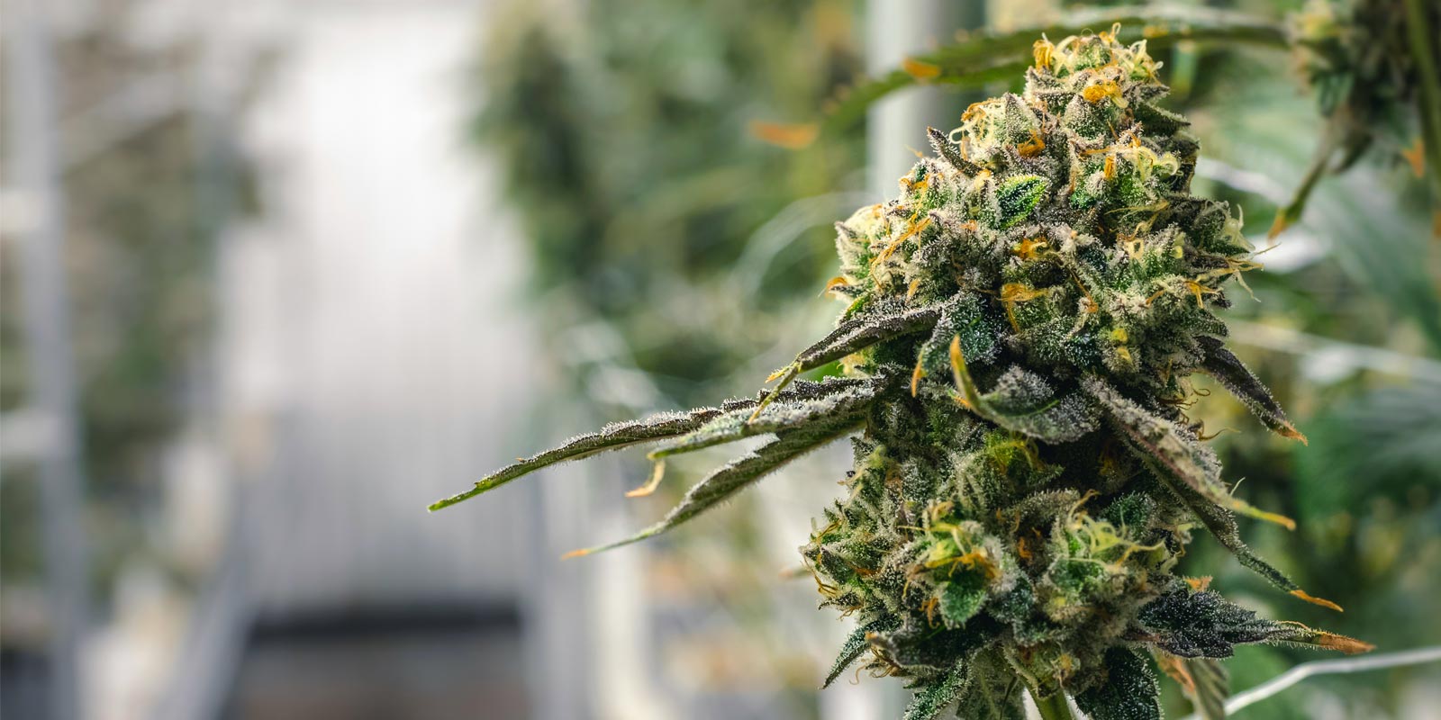 Applying for a Michigan Dispensary License - MFE Insurance Brokerage